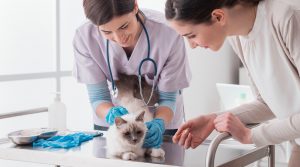 Prosedur Pemandulan Kucing, Harga / Kos, Hukum & Faedahnya