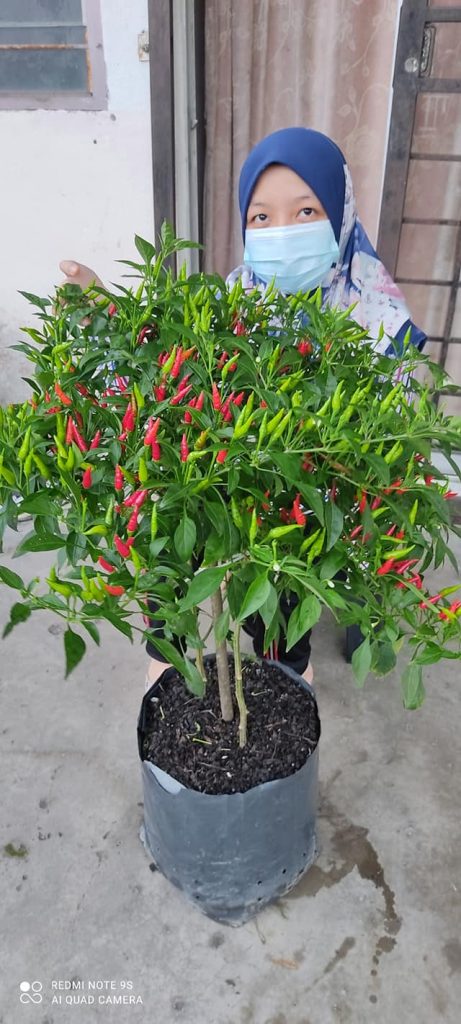 5 Tips Penjagaan Pokok Cili Supaya Tumbuh Gemuk-Gemuk & Sihat!