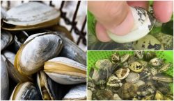 Tips Beli Kerang Jenis Cengkerang Lembut Yang Segar & Tak Berpasir ...
