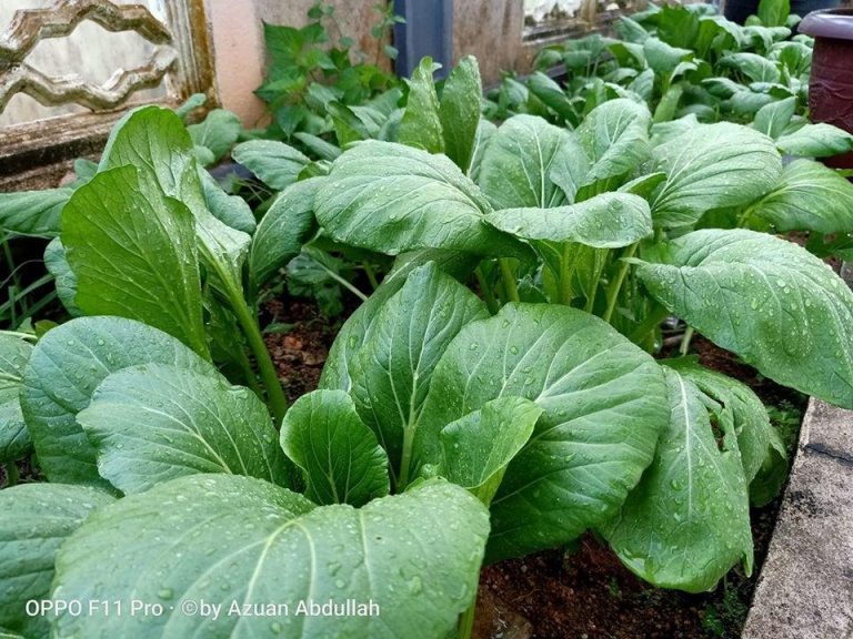 5 Jenis Pokok Yang Sesuai Tanam Di Rumah, Boleh Jimat Belanja Dapur ...