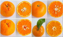 Cara Pilih 11 Jenis Buah Oren Mandarin Yang Ada Di Pasaran Sempena ...