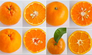 Cara Pilih 11 Jenis Buah Oren Mandarin Yang Ada Di Pasaran Sempena ...