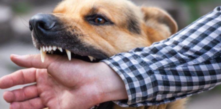 Penyakit Rabies Boleh Bawa Maut, Jaga-Jaga Kalau Kena Gigit!