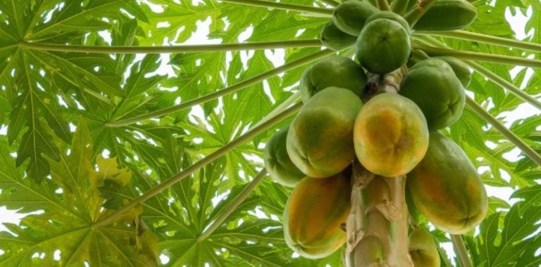Cara Tanam Pokok Betik Dengan Betul, Ini Tipsnya
