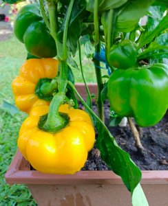 Cara Tanam Pokok Capsicum Hijau,Kuning & Merah Supaya Gemuk!