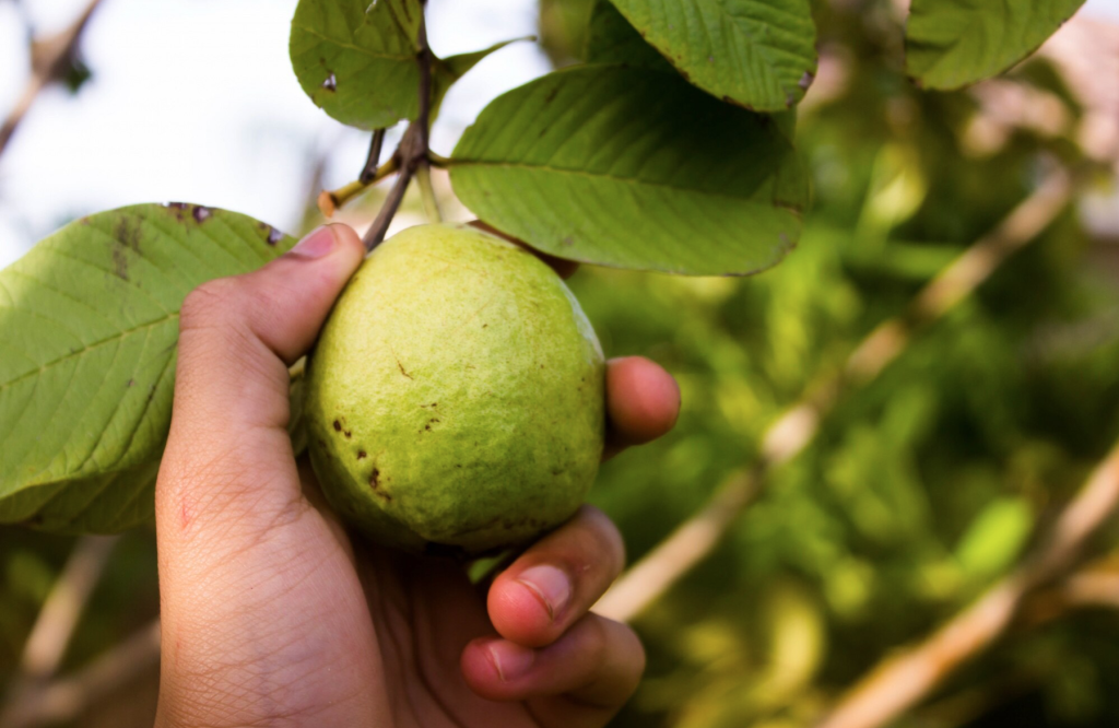 Masker Daun Jambu Batu Untuk Muka Kekal Cantik