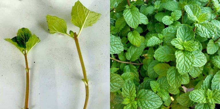 Cara Tanam Daun Pudina Guna Keratan, Sisakan Sikit Pucuknya!