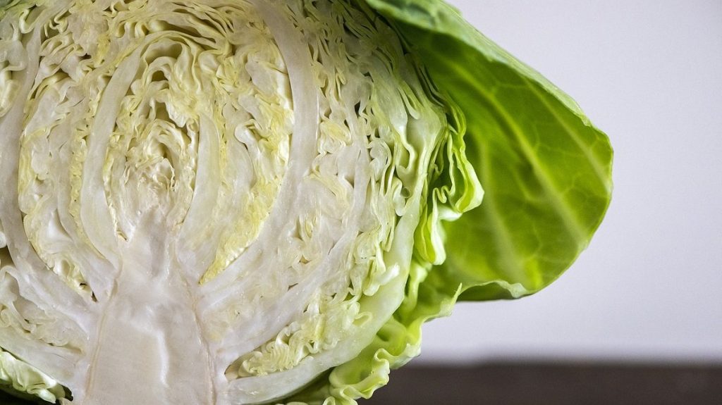 Sayur Kubis Mentah Ada Cacing Jika Tak Dimasak?