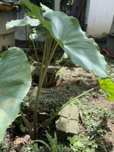 Jenis Pokok Sesuai Ditanam Di Tempat Teduh, Ada 10 Tau!