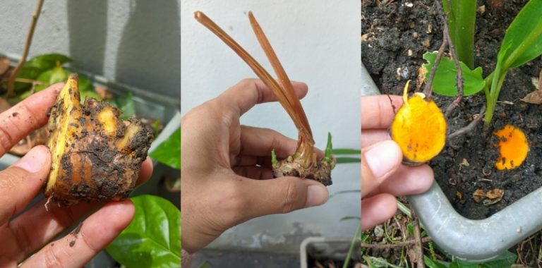 Pokok Halia & Kunyit Teknik Tak Perlu Korek Isi Keluar Tanah