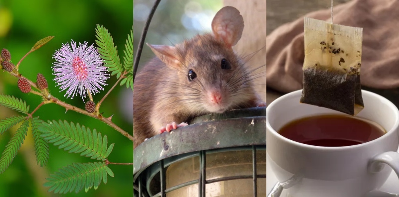 Perangkap Tikus Kurang Efektif, Ini 9 Cara Yang Lebih Power!