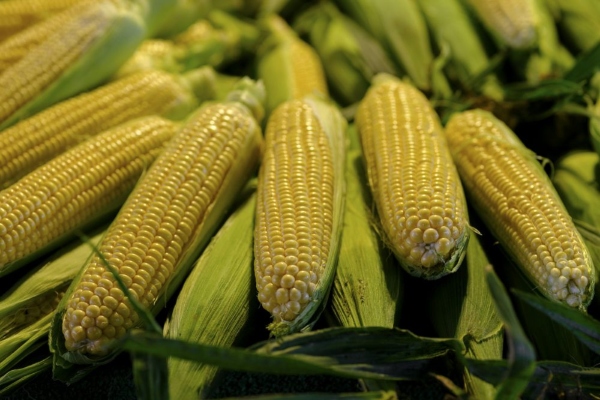 4 Cara Simpan Jagung Dengan Lama, Kekal Segar & Tak Kering