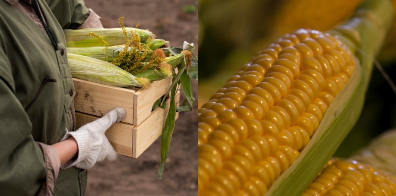 4 Cara Simpan Jagung Dengan Lama, Kekal Segar & Tak Kering