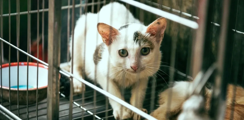 Hukum Buang Kucing: Harus Jika Selamat, Haram Jika Zalim