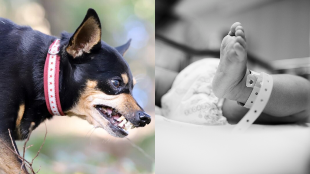 Digigit Anjing Liar, Bayi 1 Tahun 7 Bulan Ditemui Maut!