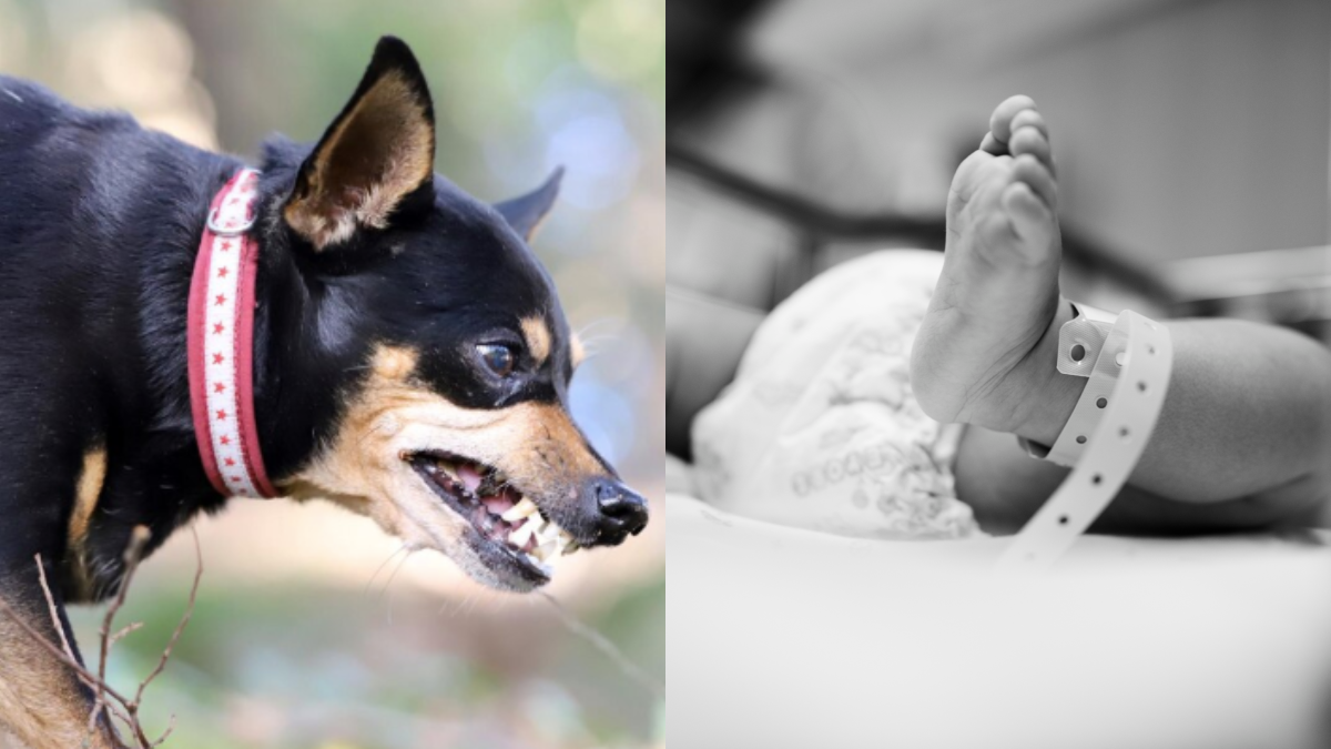 Digigit Anjing Liar, Bayi 1 Tahun 7 Bulan Ditemui Maut!