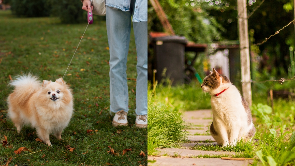 Biarkan Najis Kucing & Anjing Merata, Pemilik Didenda RM10K!