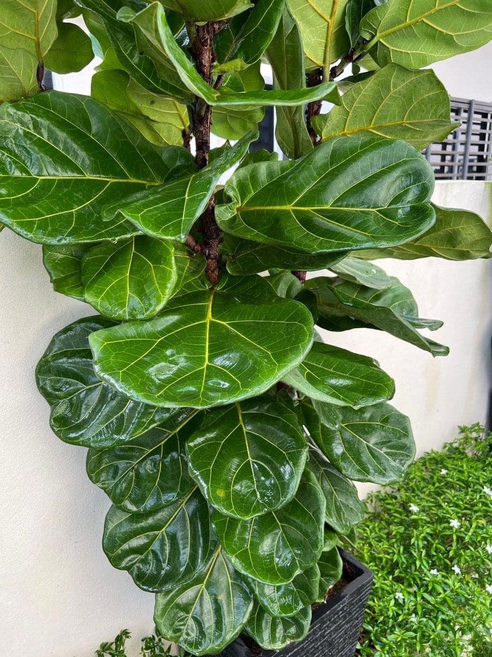 Cara Rimbunkan Pokok Fiddle Fig Semudah ABC, Cubalah!