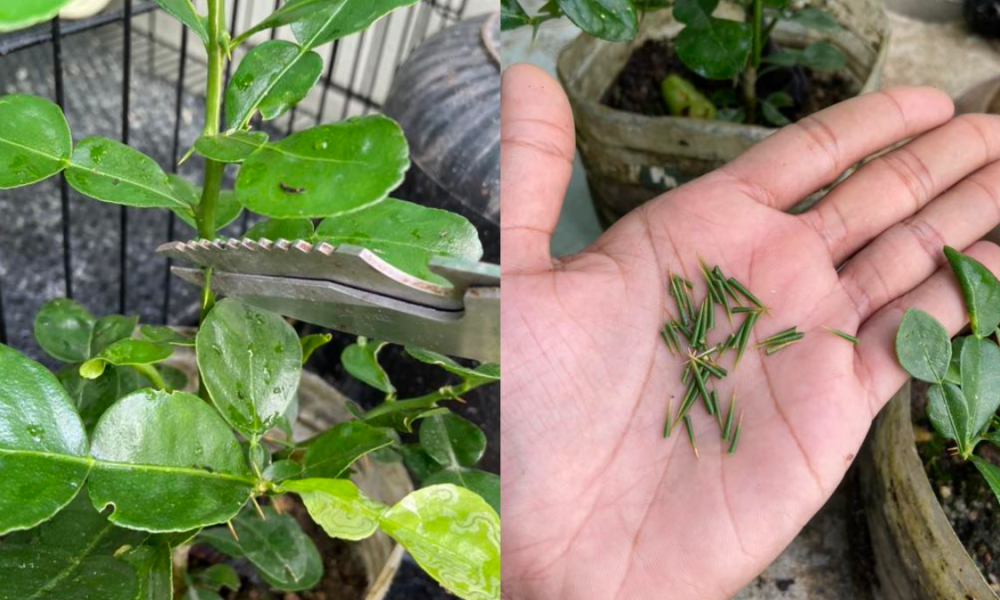 Pokok Limau Purut Cepat Besar, Rupanya Kena Buang Duri!