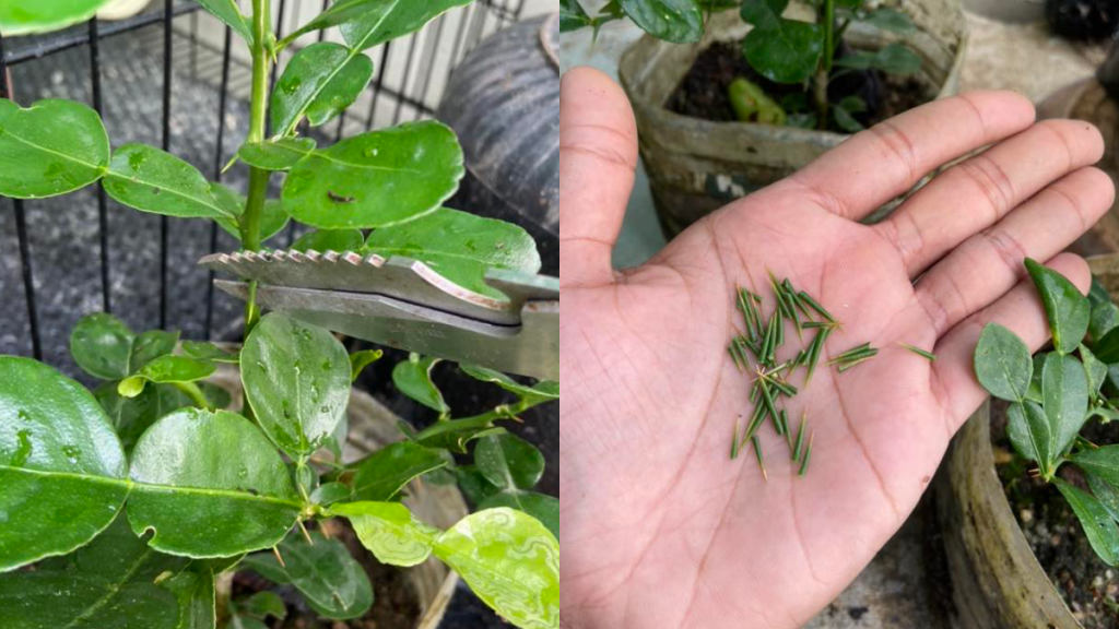 Pokok Limau Purut Cepat Besar, Rupanya Kena Buang Duri!