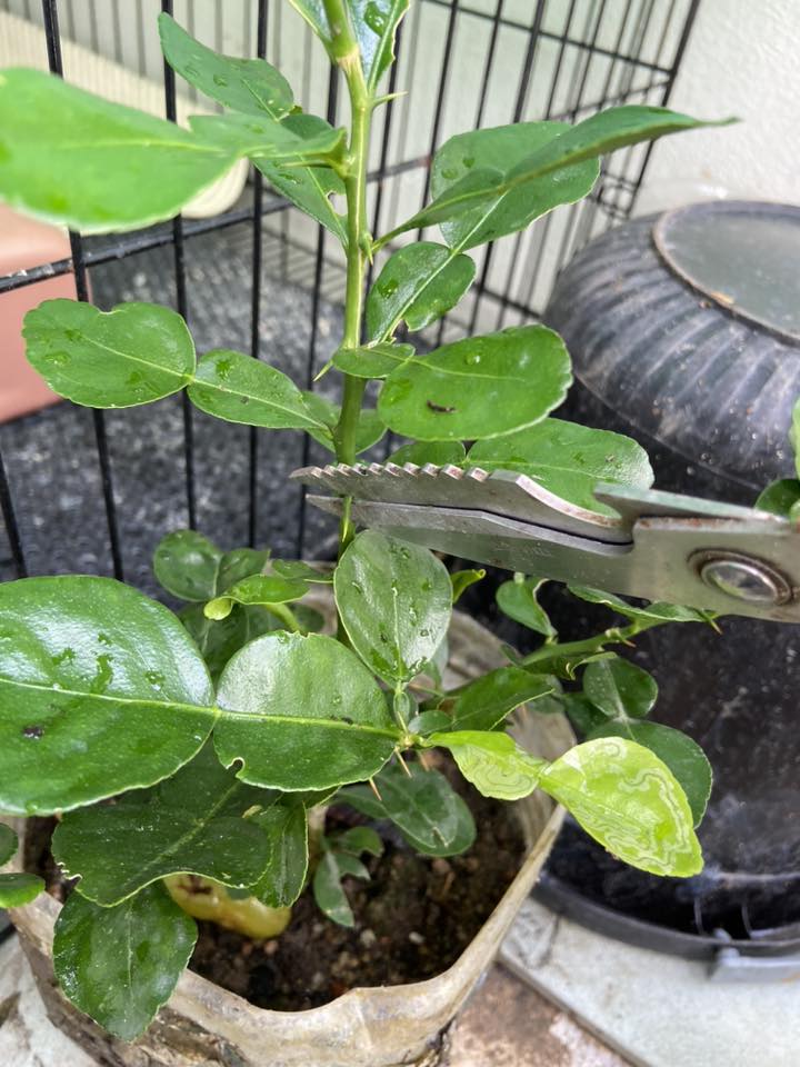 Pokok Limau Purut Cepat Besar, Rupanya Kena Buang Duri!