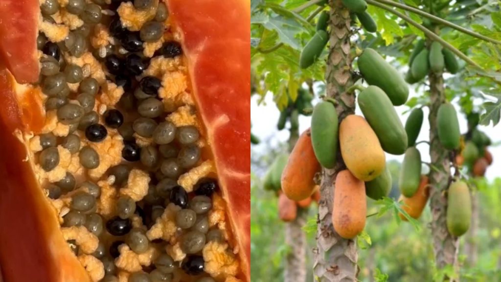 Benih Betina Buat Pokok Betik Berbuah Lebat, Ini Tip Bezakan