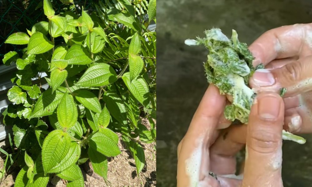 Daun Senduduk Bantu Hilang Gatal Kulit Bila Randuk Semak!
