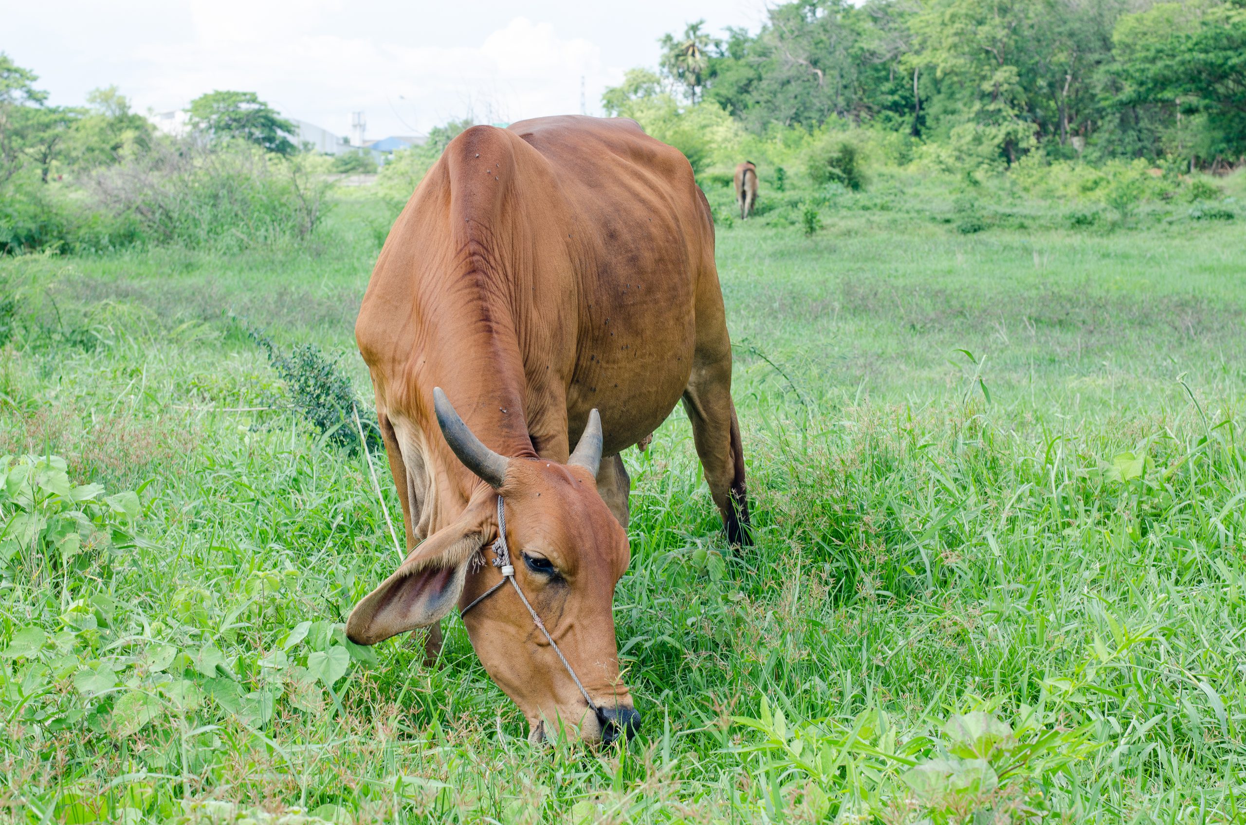 17 Ekor Lembu Mati Termakan Rumput Tercemar Bahan Kimia