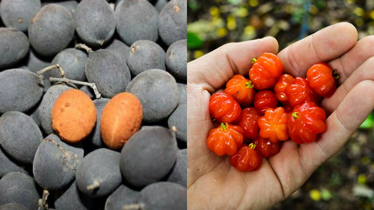 9 Buah Rare Di Malaysia, Jarang Jumpa Tapi Sedap