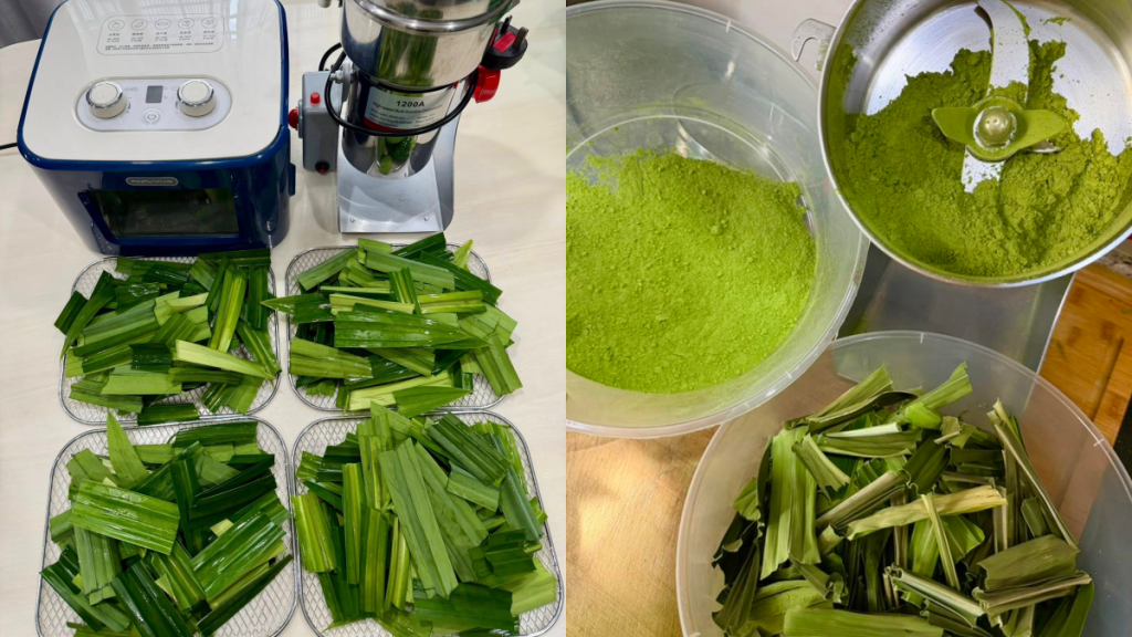 Cara Buat Serbuk Daun Pandan Dan Kegunaanya