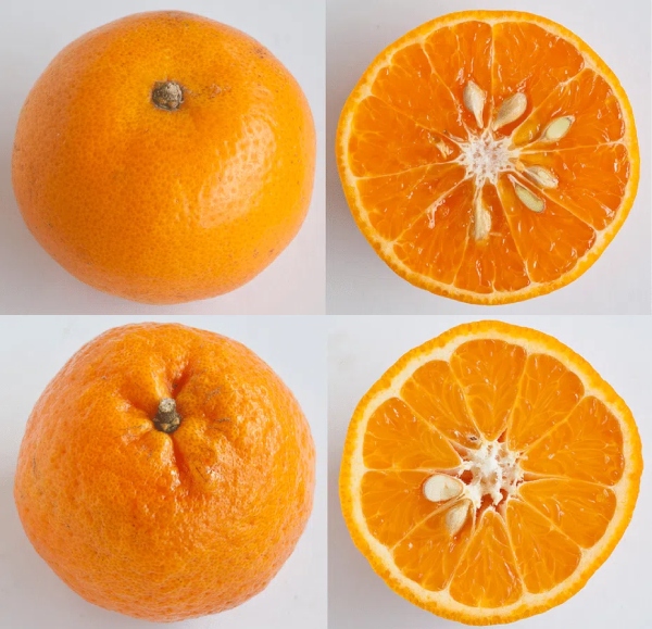 Jenis Buah Limau Mandarin Popular & Cara Pilih Yang Manis!
