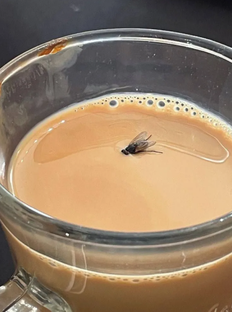 Lalat Jatuh Dalam Air, Kena Buang Atau Tetap Boleh Minum?