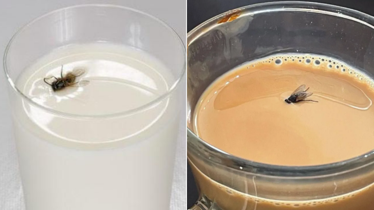 Lalat Jatuh Dalam Air, Kena Buang Atau Tetap Boleh Minum?