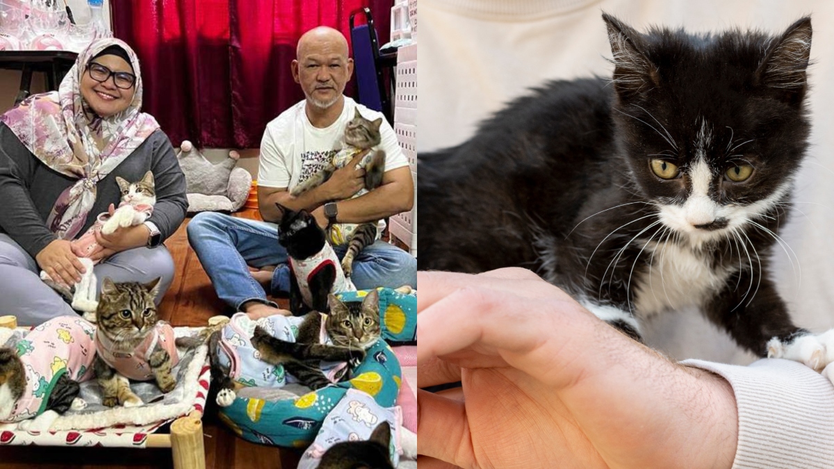 Jaga Kucing Cacat, Wanita Sanggup Korban Harta Benda Demi