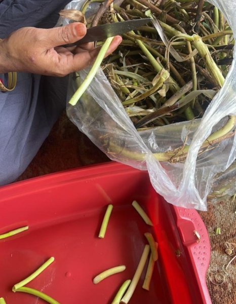 Sulur Keladi Asam Pedas, Resipi Mudah Sayur Kampung Sedap!
