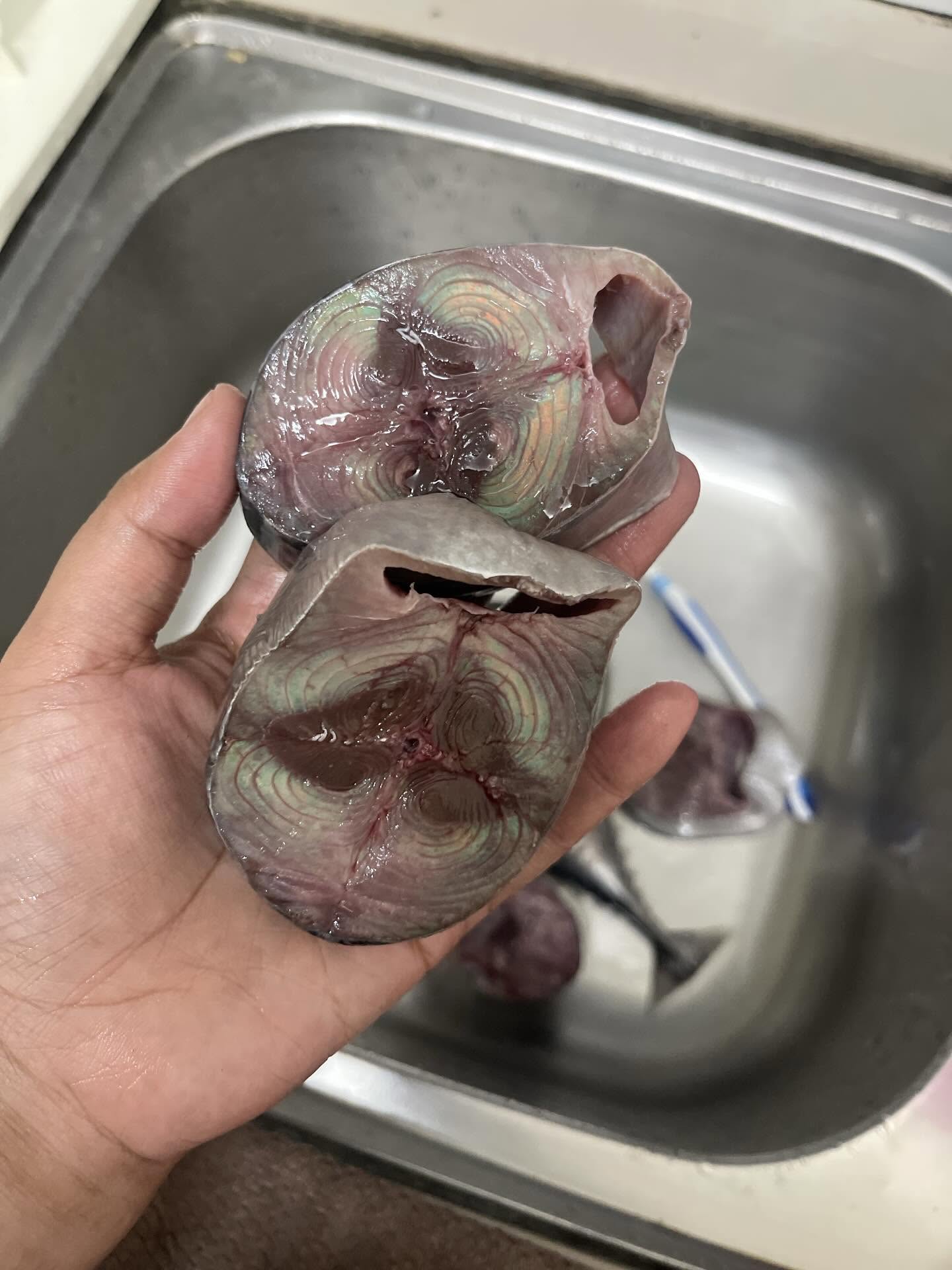 Ikan Tongkol Hitam & Ada Warna Pelangi, Rupanya Tanda Fresh!