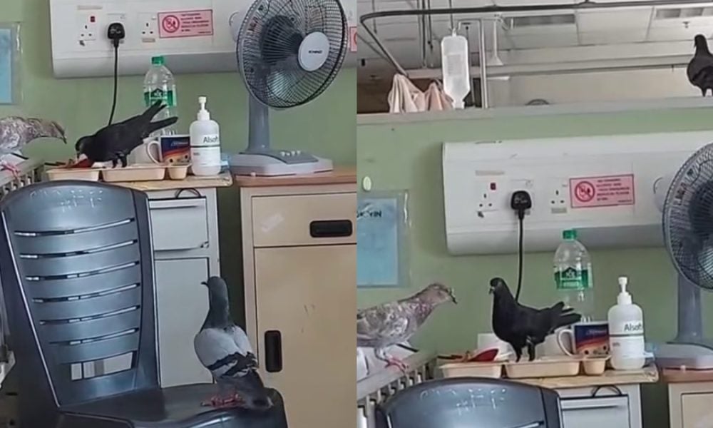 Wad Hospital Dimasuki Burung Merpati, HTAR Beri Penjelasan