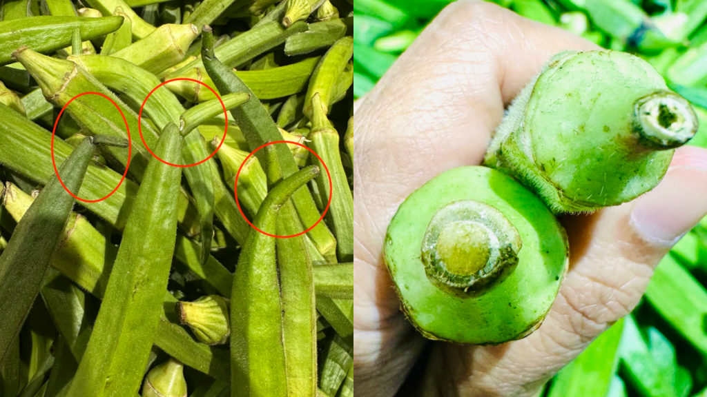 Cara Pilih Bendi Tak Patahkan Ekor, Ambil Yang Tak Berlubang