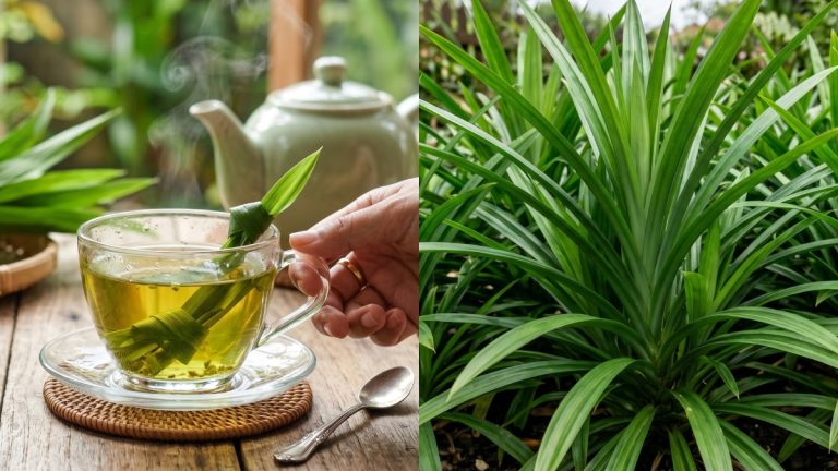 Baru Tahu! Daun Pandan Boleh Bantu Kawal Gula Lepas Makan
