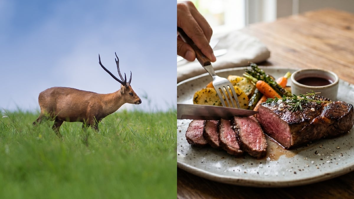 Hukum Makan Rusa Babi Yang 'Lain Macam' Tingkah Lakunya
